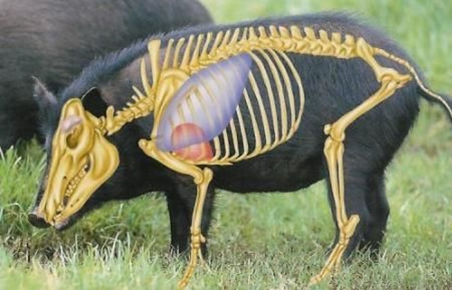 Where To Shoot A Hog With A Bow? What To Do After Shooting A Wild Hog ...